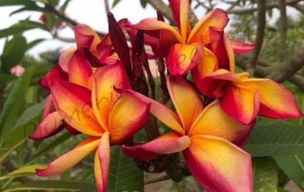 Plumeria rubra „Moragne“ – Plumeria Shop – Ihr Partner für qualitativ ...